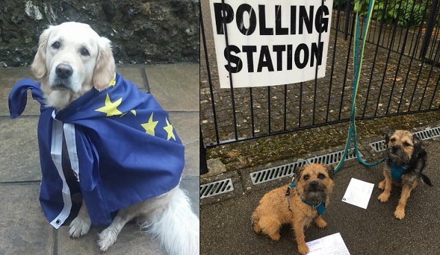 #dogsatpollingstations ¿Humor británico? Los perros se cuelan en el ...